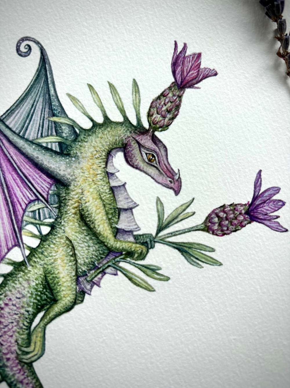 French Lavender Dragon Print with Scientific Name - Botanical Dragon ...